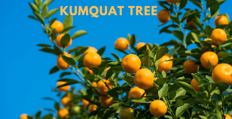 Ode to the Kumquat Tree - Roamancing Travel & Culture Magazine